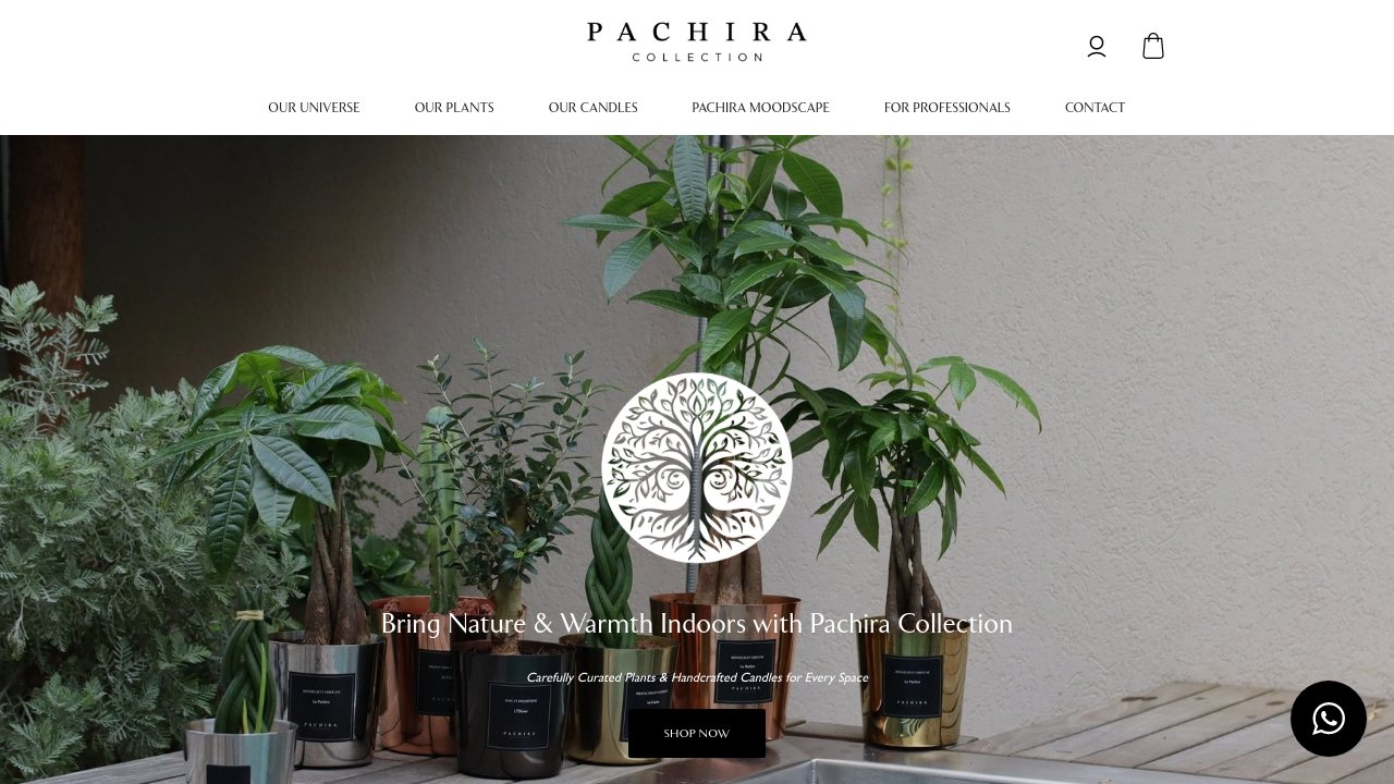 Pachira Collection – Indoor Plants & Handcrafted Candles for a Natural ...